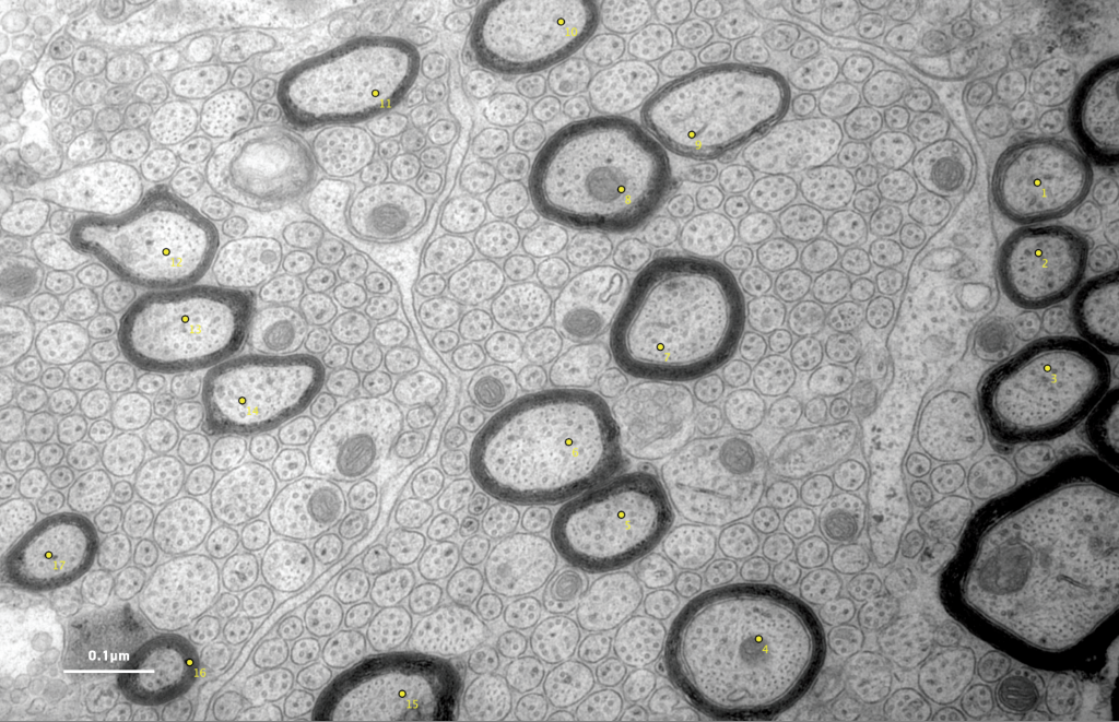 How well can fish smell? - Microscopy Australia