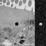 Bird navigation - great balls of iron - Microscopy Australia