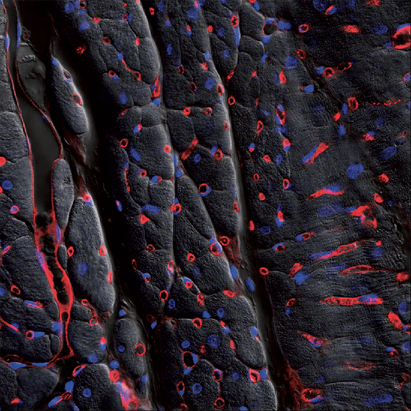 Microscopy Australia