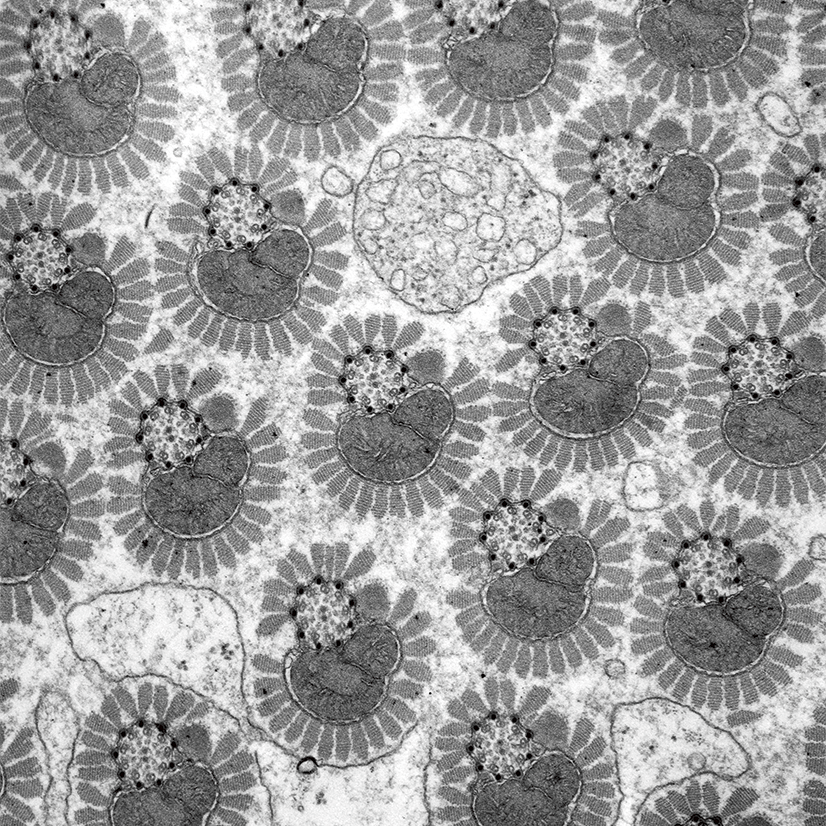 Microscopy Australia