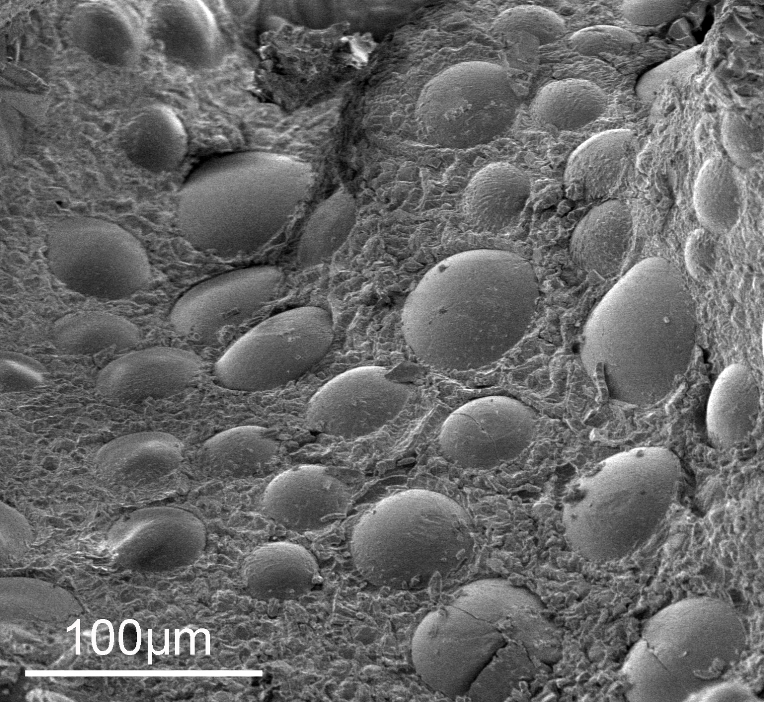 Polymers for a cleaner world taken to market - Microscopy Australia
