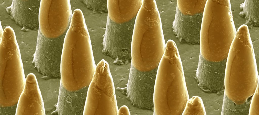 Needle-free COVID-19 vaccine shows promise - Microscopy Australia