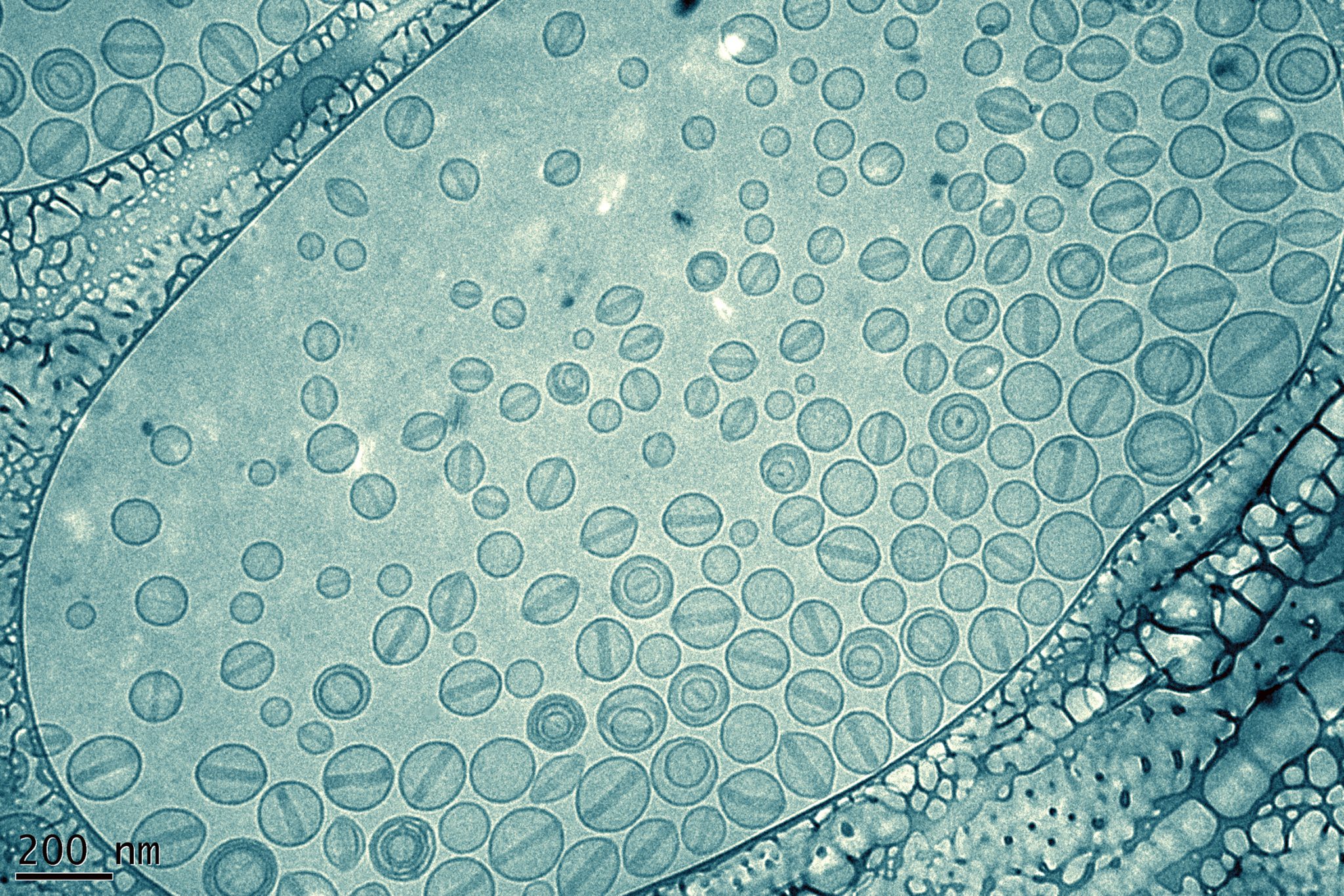 Helping Lipotek visualise liposomes - Microscopy Australia