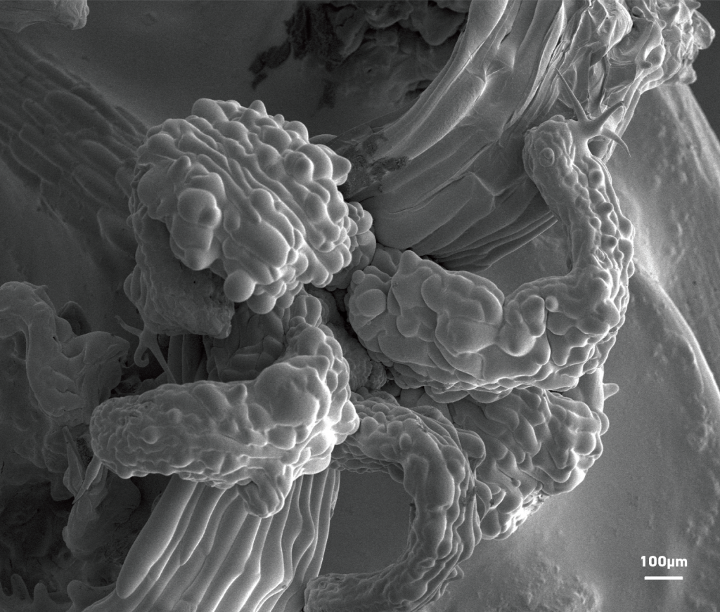 Becoming a flower - Microscopy Australia