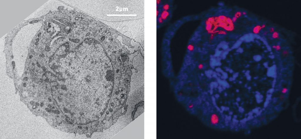 Subcellular drug tracking - Microscopy Australia