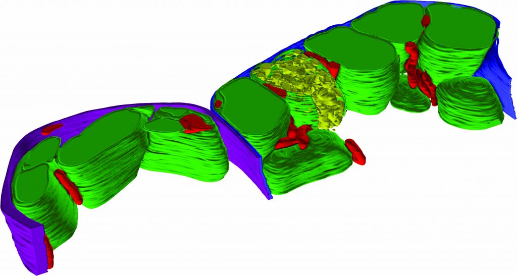 Creating a virtual leaf - Microscopy Australia