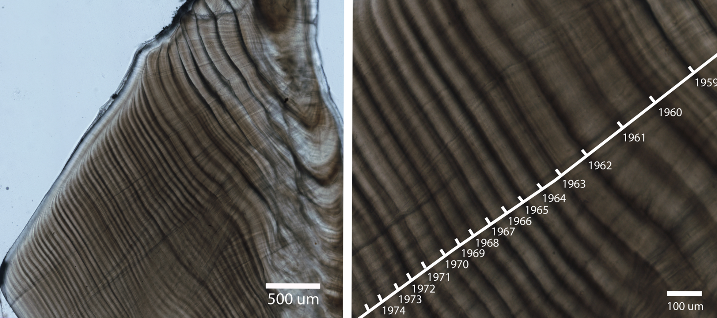 Listening to past environments - Microscopy Australia