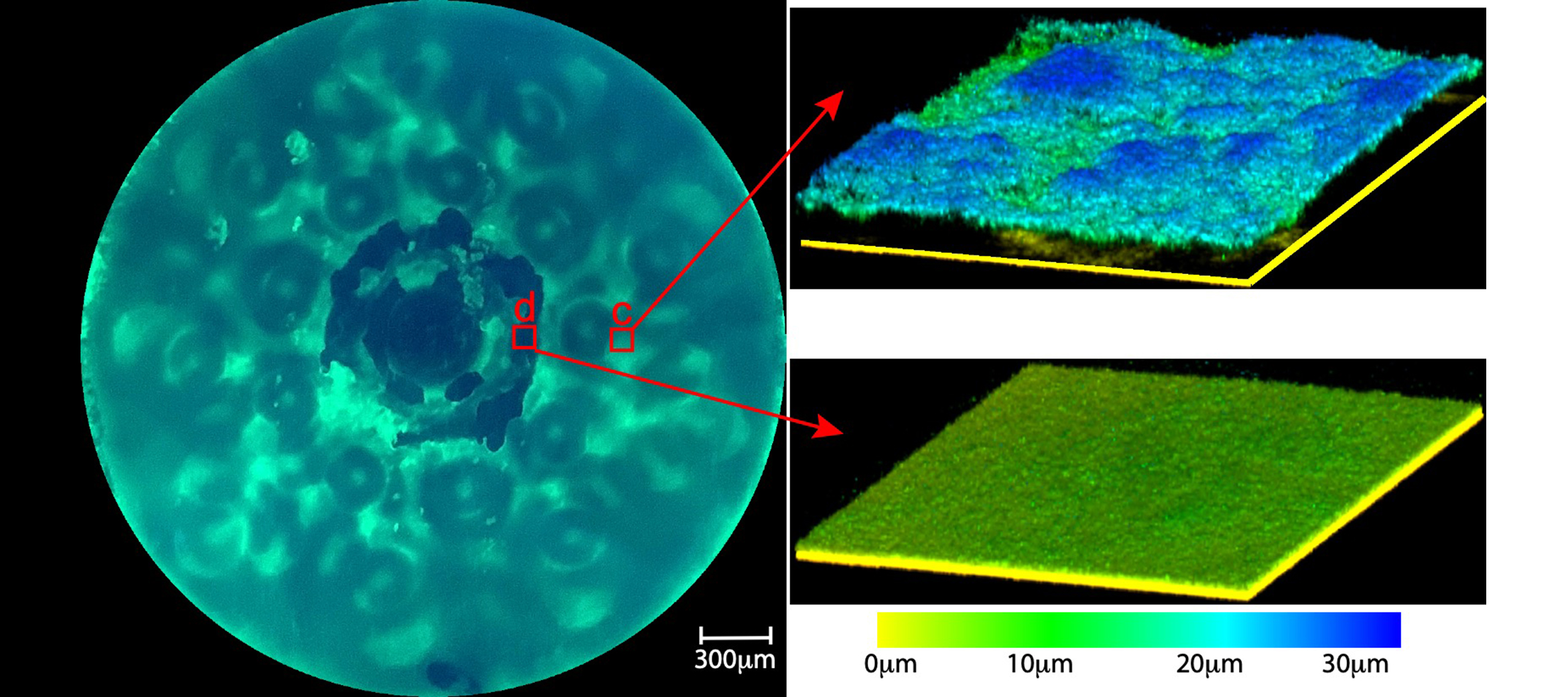 Shaping bacterial cellulose with wave physics - Microscopy Australia