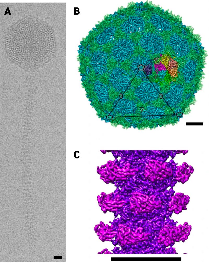 Complex architecture of tailed bacteriophages - Microscopy Australia