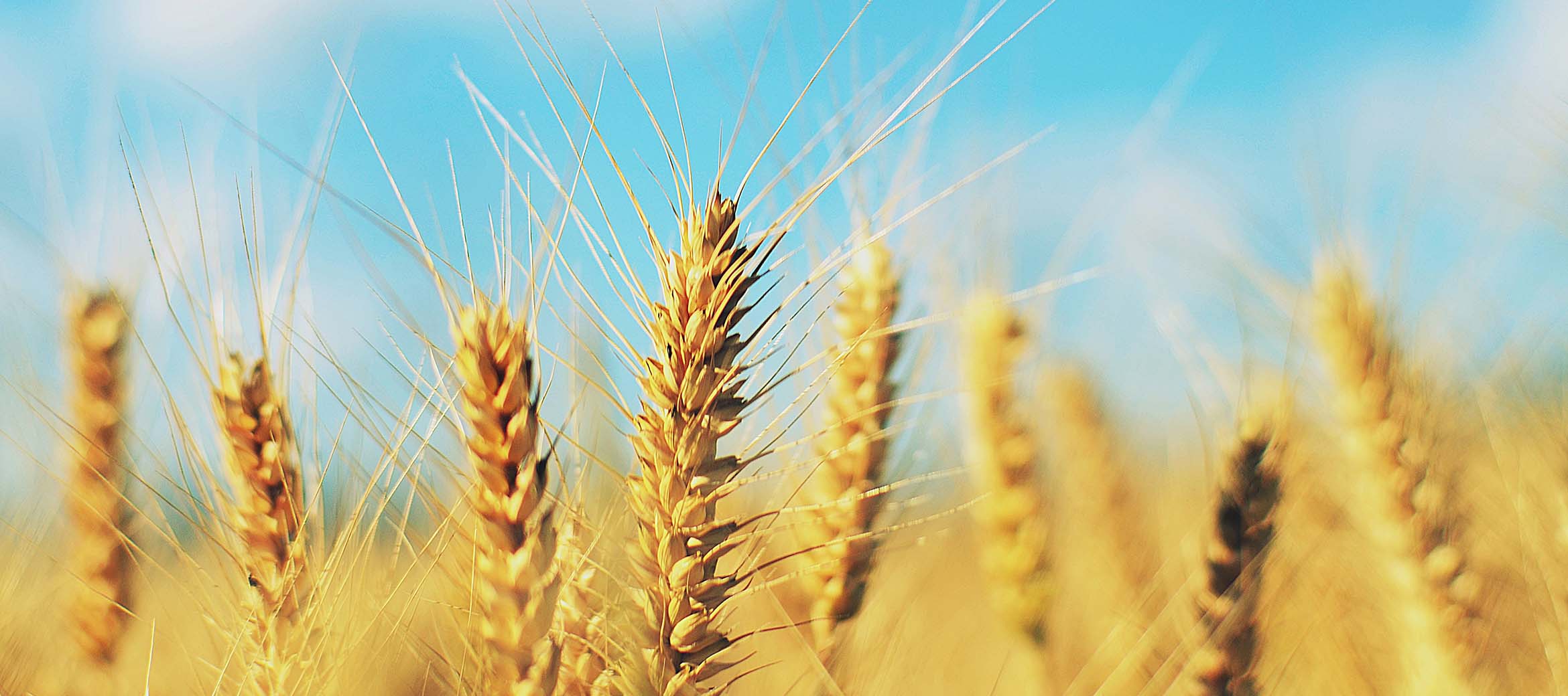 Barley to take the heat - Microscopy Australia