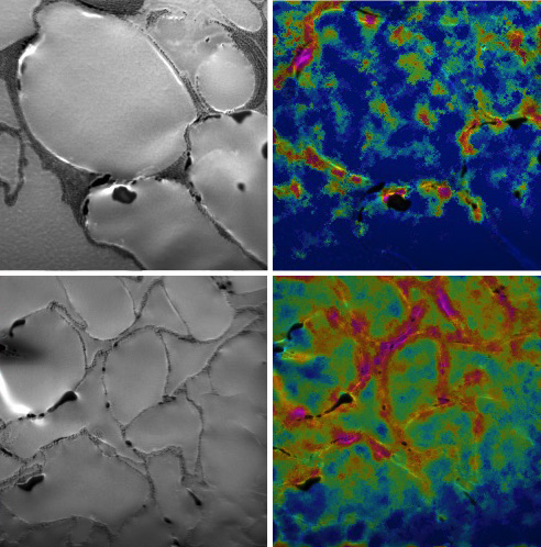 Using reeds to remove toxic PFAS chemicals - Microscopy Australia