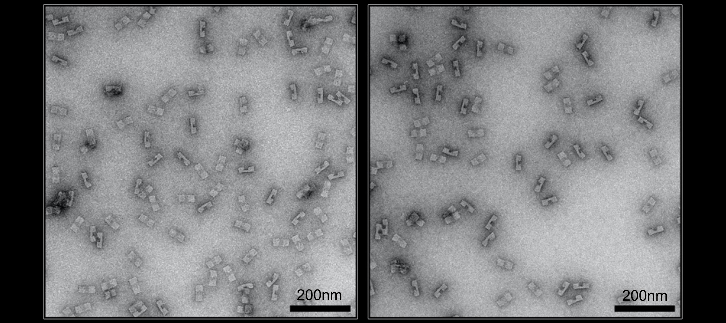 DNA origami transporters - Microscopy Australia