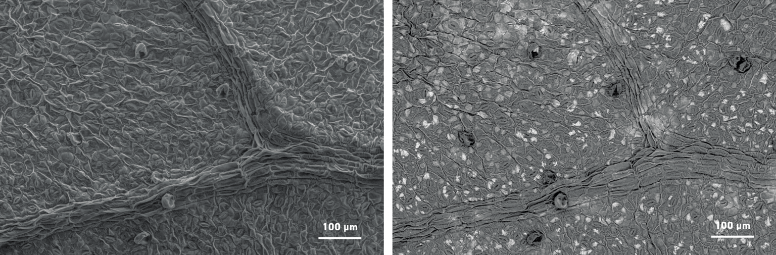 Environmentally friendly pesticide using RNA technology - Microscopy ...