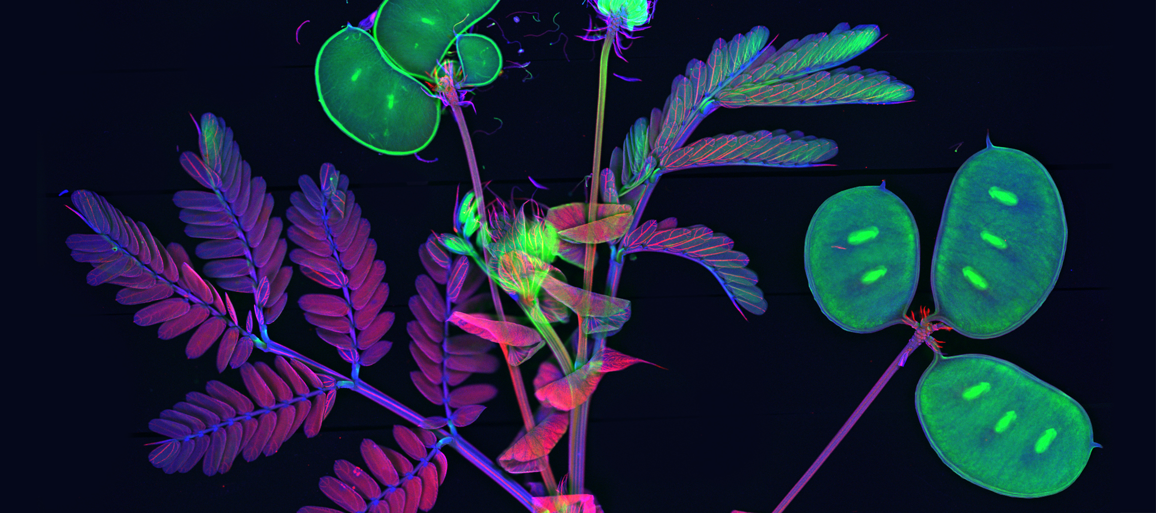 Mining and remediation with plants - Microscopy Australia