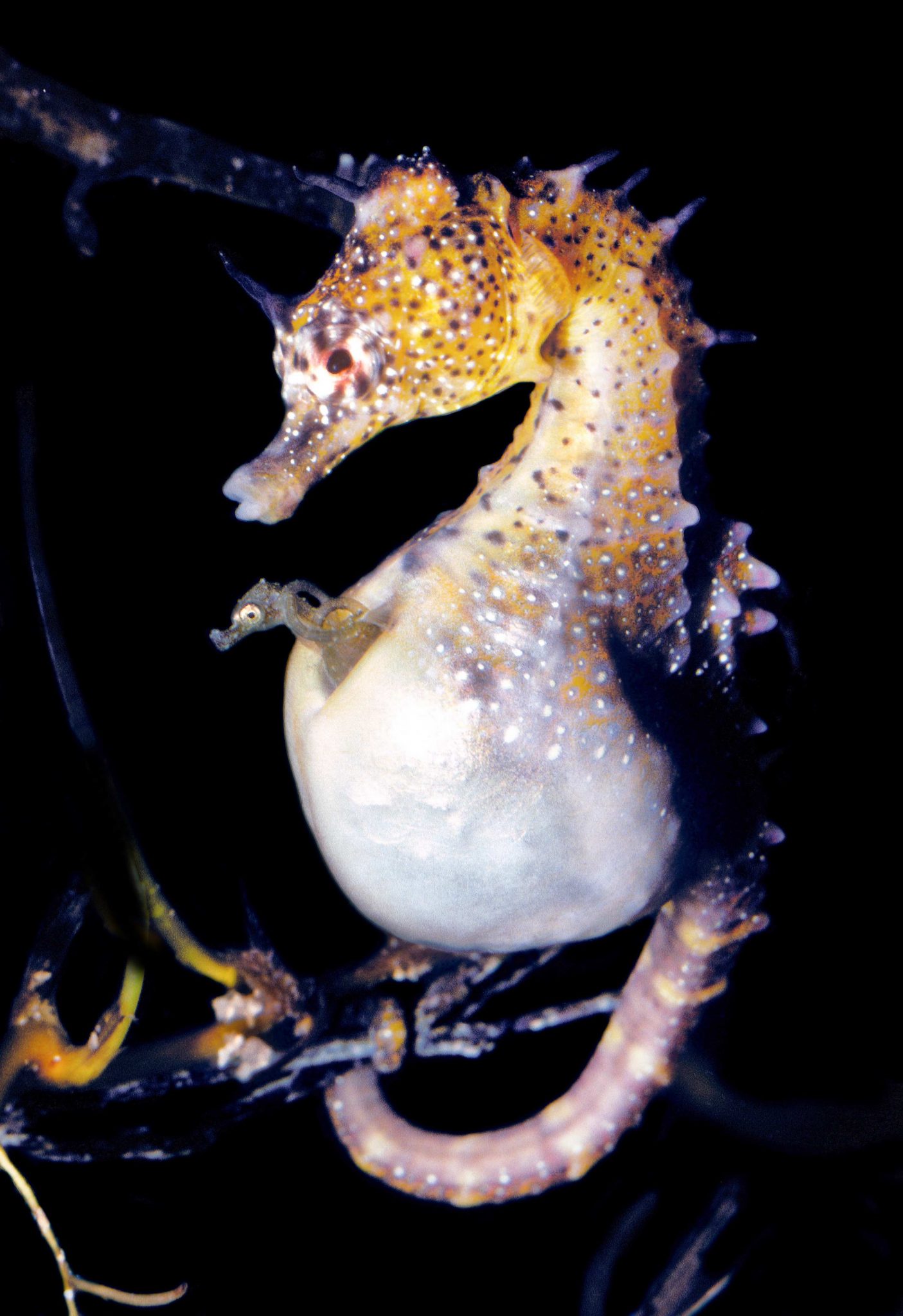 Secrets of pregnancy in male seahorses - Microscopy Australia