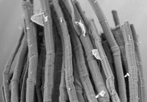 Mummy under the microscope: who was she? - Microscopy Australia