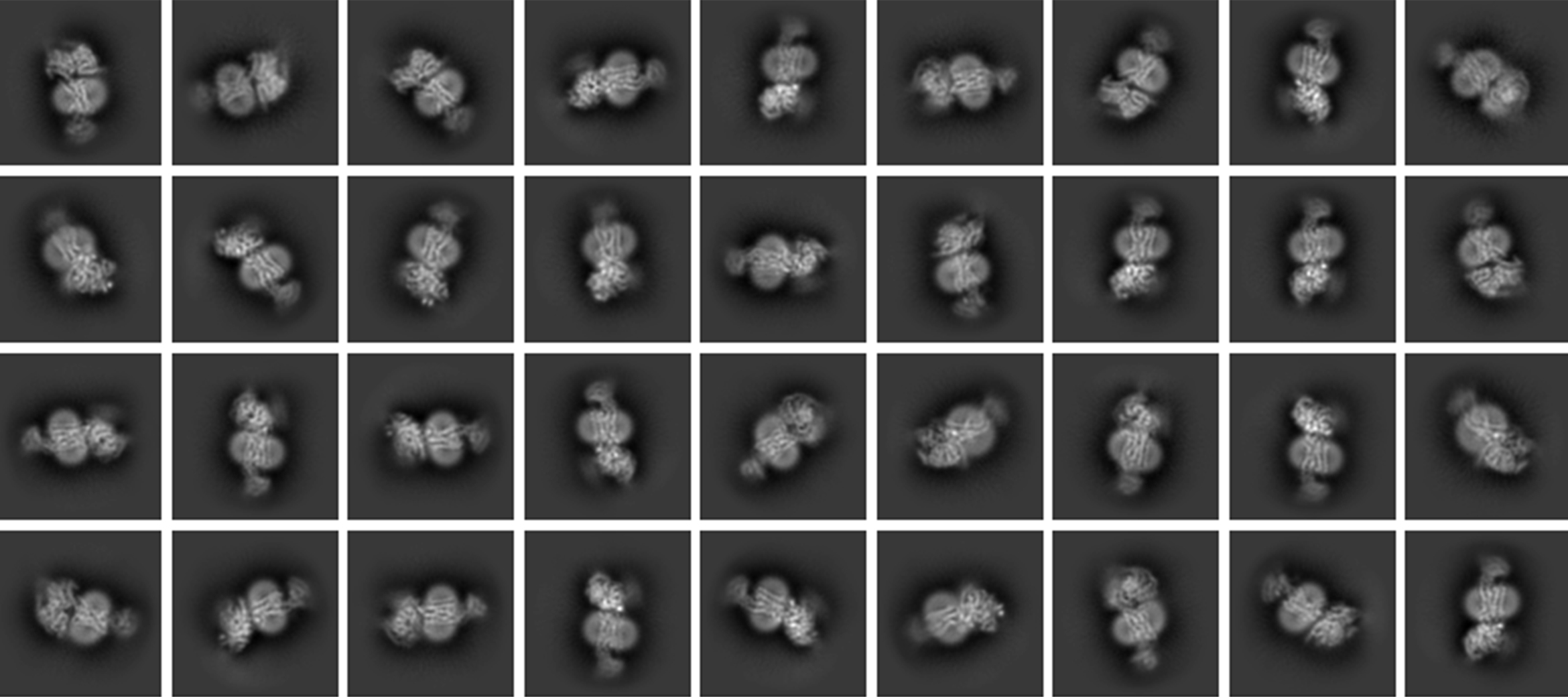 Structural studies for better obesity drugs - Microscopy Australia