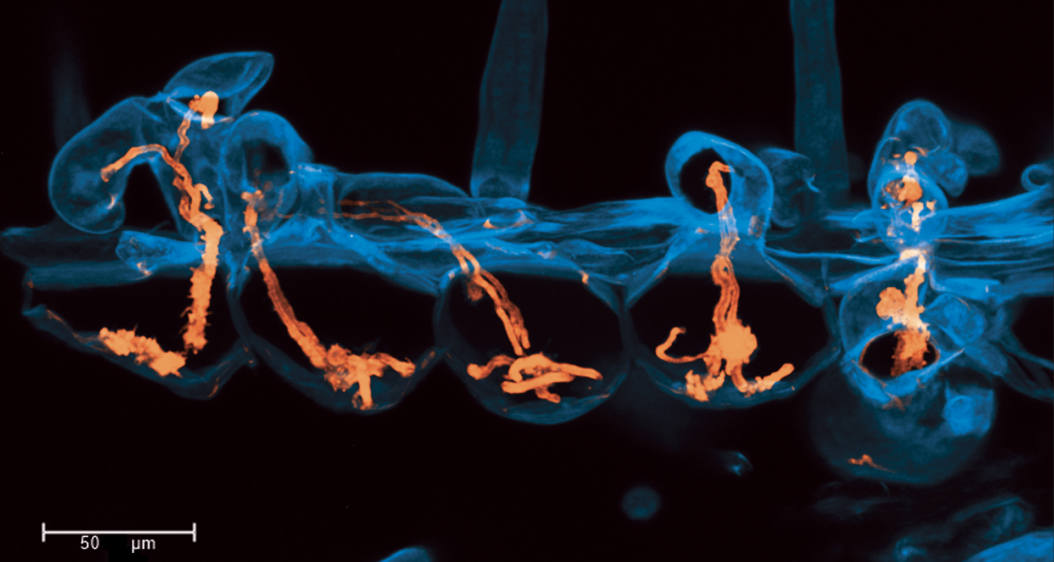 Microscopy Australia ACMM27 Image Competition - Microscopy Australia