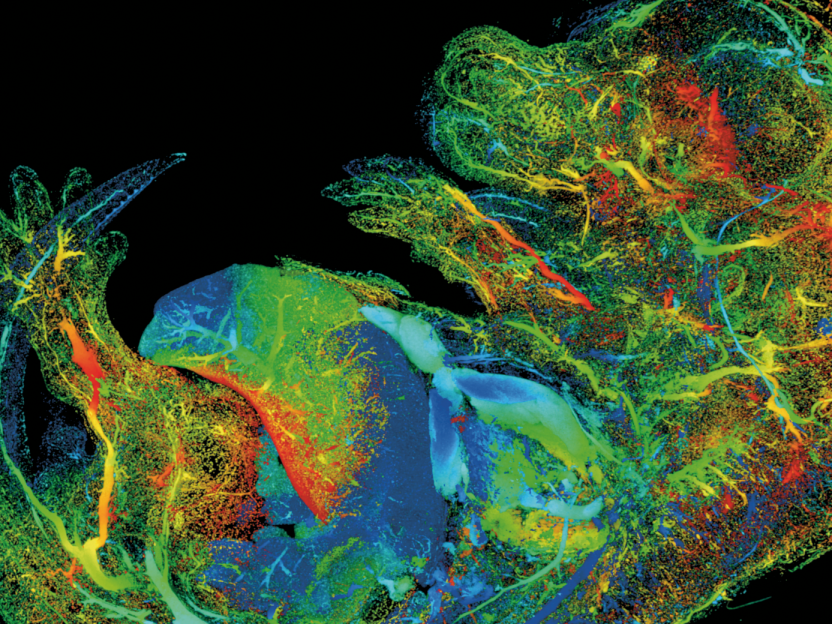 Microscopy Australia