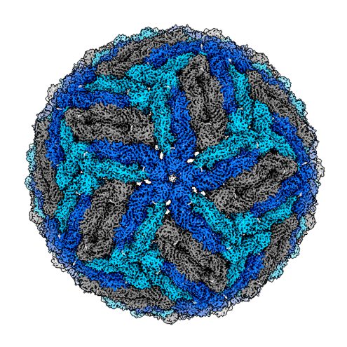 Vaccine technology to protect agribusiness - Microscopy Australia
